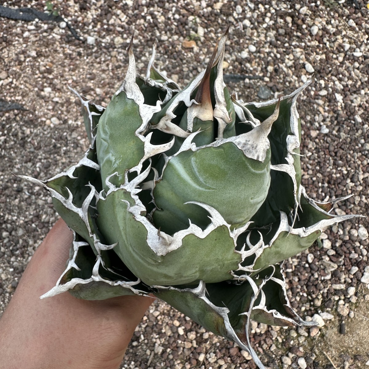 Yahoo!オークション - AB8 特選 アガベ 多肉植物 チタノタ 白鯨 強棘 ...