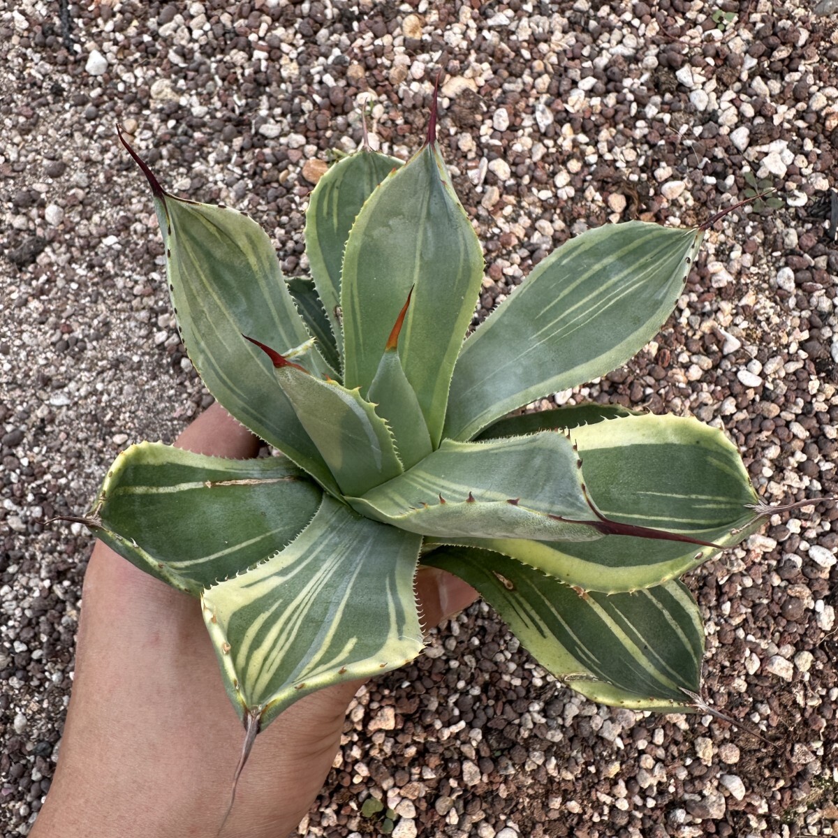 Yahoo!オークション - AB9 アガベ パリー トランカータ ライムストリー...