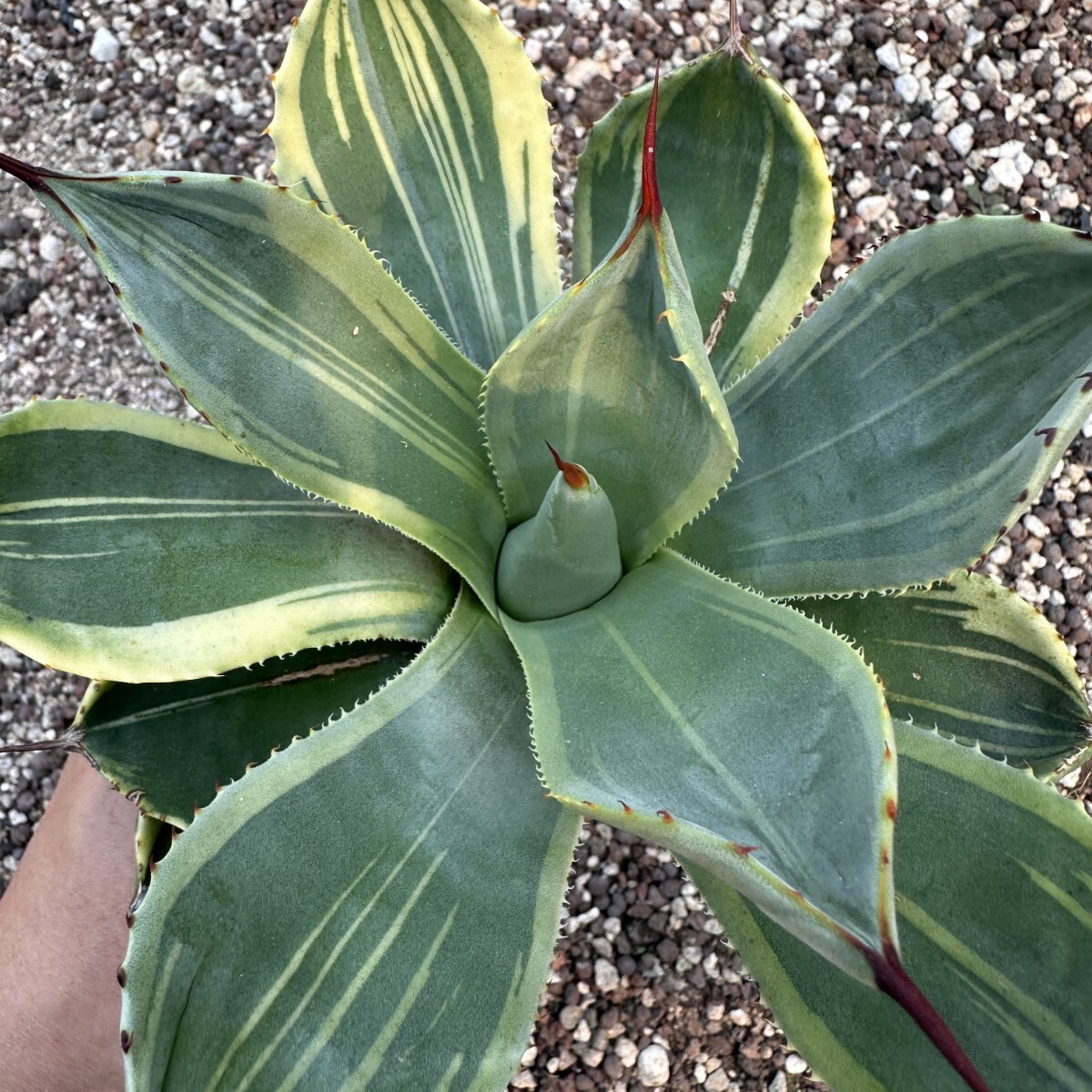 Yahoo!オークション - AB9 アガベ パリー トランカータ ライムストリー...