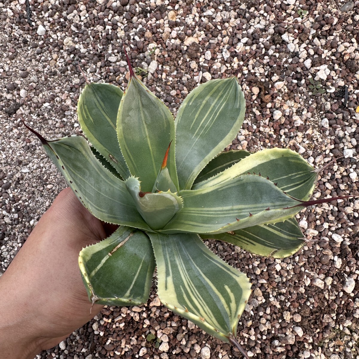 Yahoo!オークション - AB9 アガベ パリー トランカータ ライムストリー...