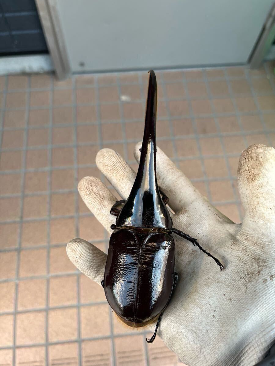 Yahoo!オークション - D.Hヘラクレス ♀72ミリ T117-FFOAKSvol.3×00-1...