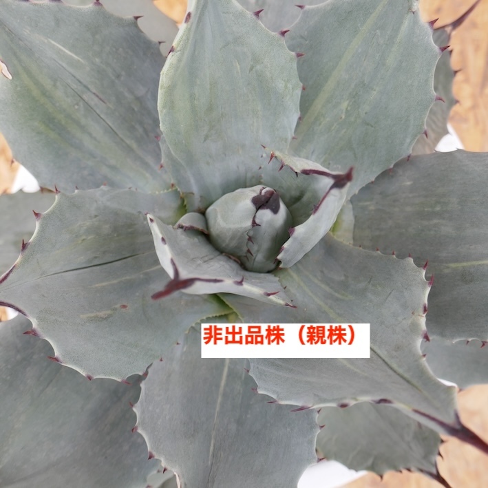 Yahoo!オークション - 250307【カリフォルニア輸入株の仔株】 アガベ ...
