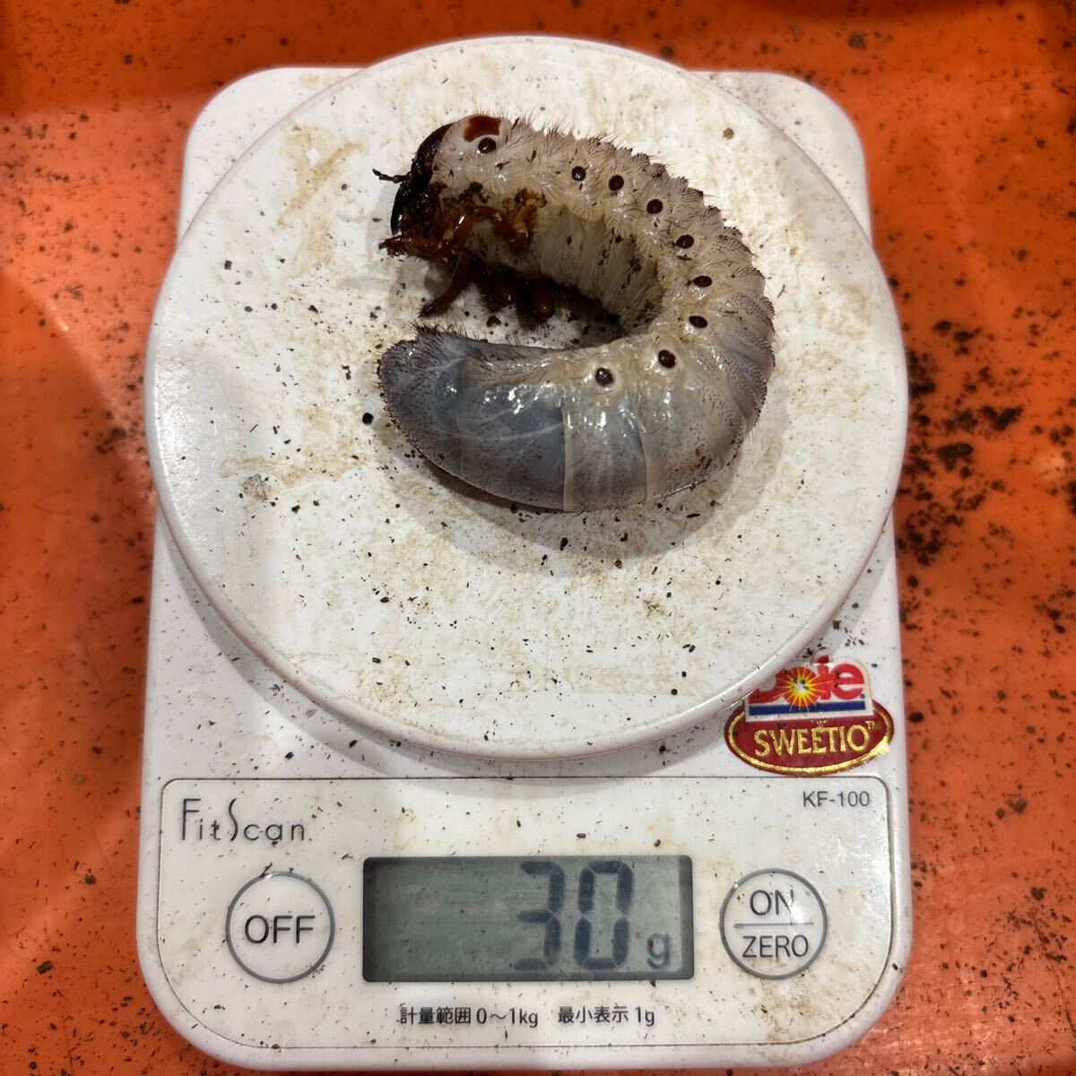 Yahoo!オークション - 【Lucanus_7】D.H.ヘラクレス No.5 3令 00-181×...