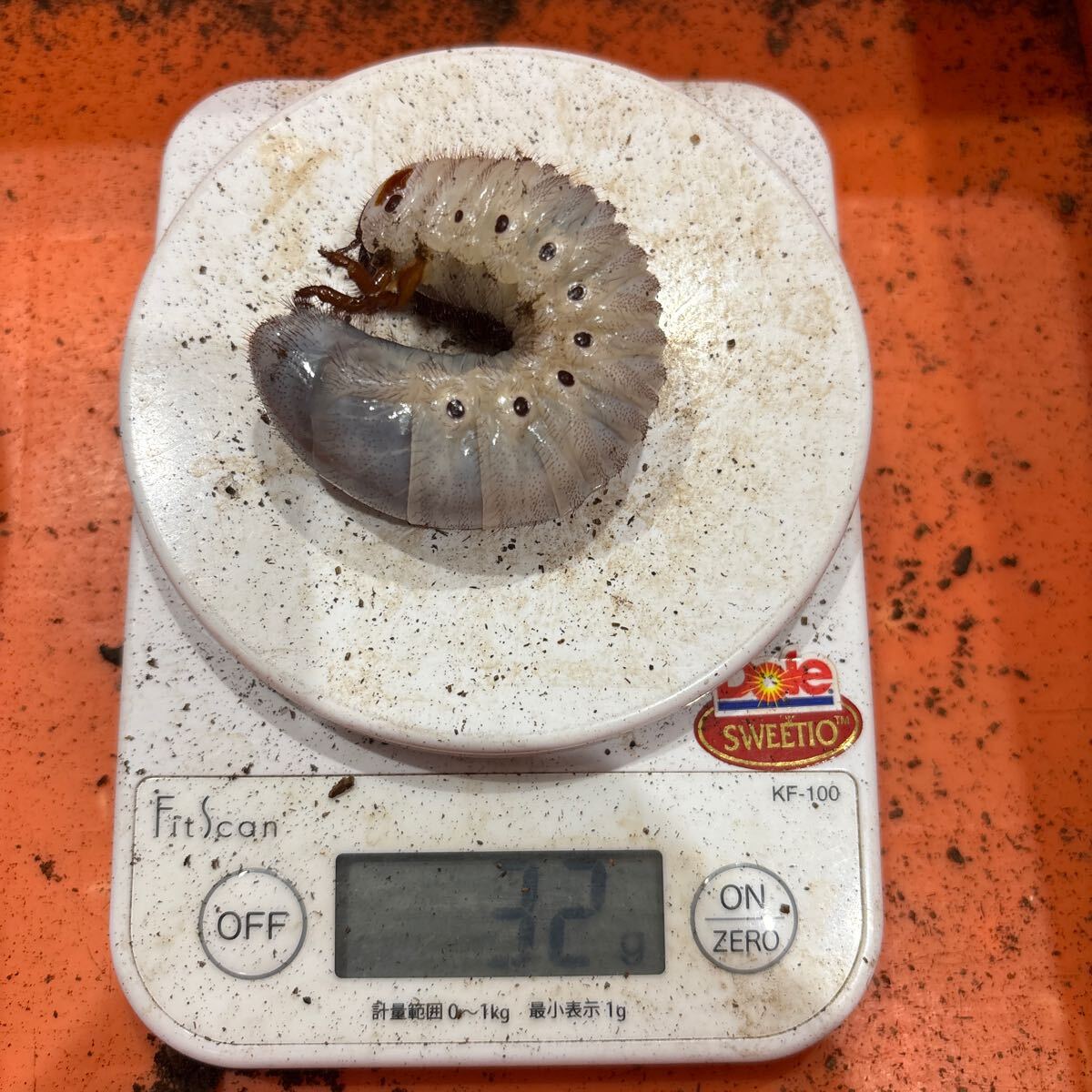 Yahoo!オークション - 【Lucanus_7】D.H.ヘラクレス No.6 3令 FF-0FA2 ...