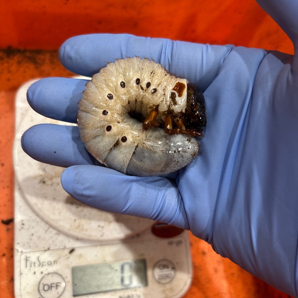 Yahoo!オークション - 【Lucanus_7】D.H.ヘラクレス No.6 3令 FF-0FA2 ...