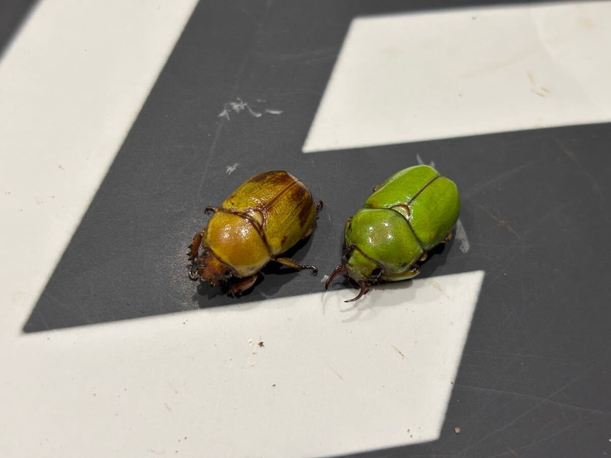 Yahoo!オークション - 【Lucanus_7】クワガタコガネ ドヘルティ ペア