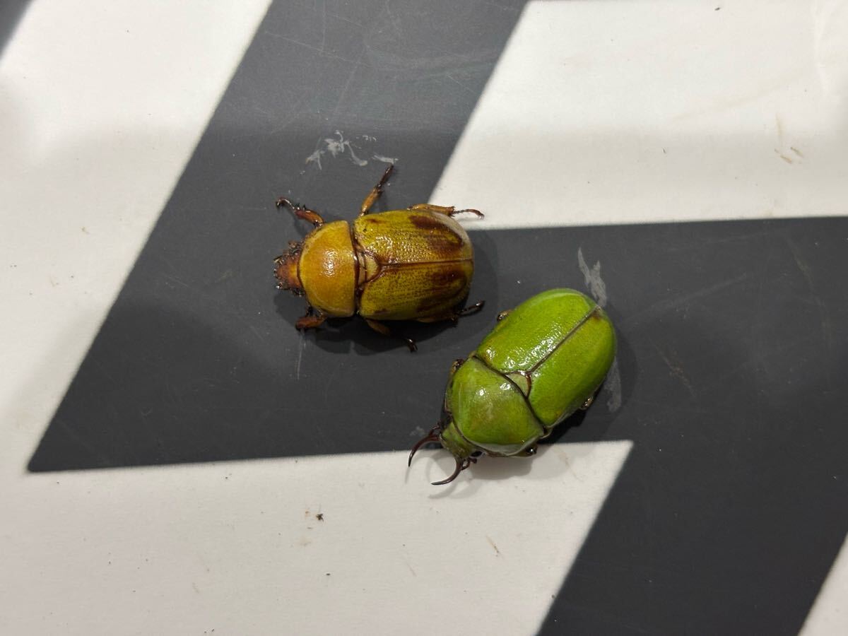 Yahoo!オークション - 【Lucanus_7】クワガタコガネ ドヘルティ ペア