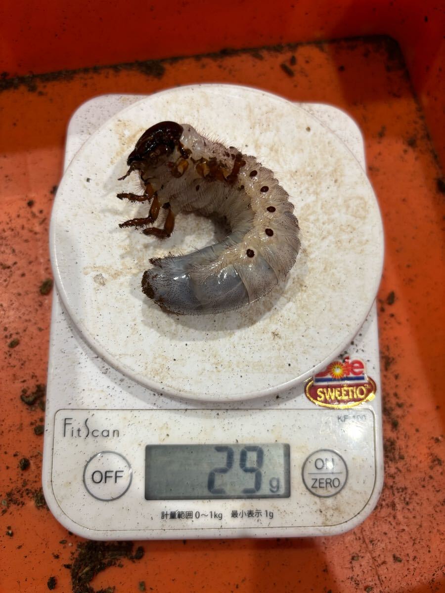 Yahoo!オークション - 【Lucanus_7】D.H.ヘラクレス No.9 3令 OAKS×G ...