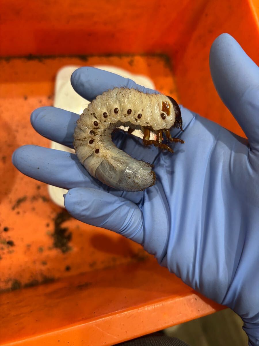 Yahoo!オークション - 【Lucanus_7】D.H.ヘラクレス No.9 3令 OAKS×G ...