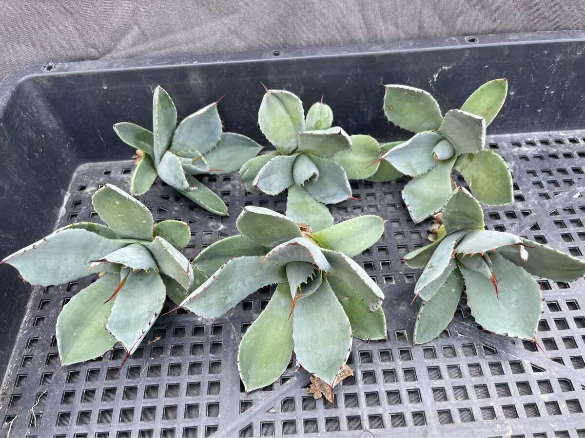 Yahoo!オークション - 特選 o22 多肉植物アガベ パリー トランカータ ...