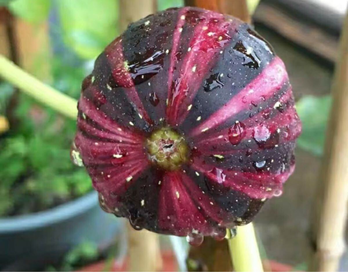 Yahoo!オークション - BNR いちじく穂木