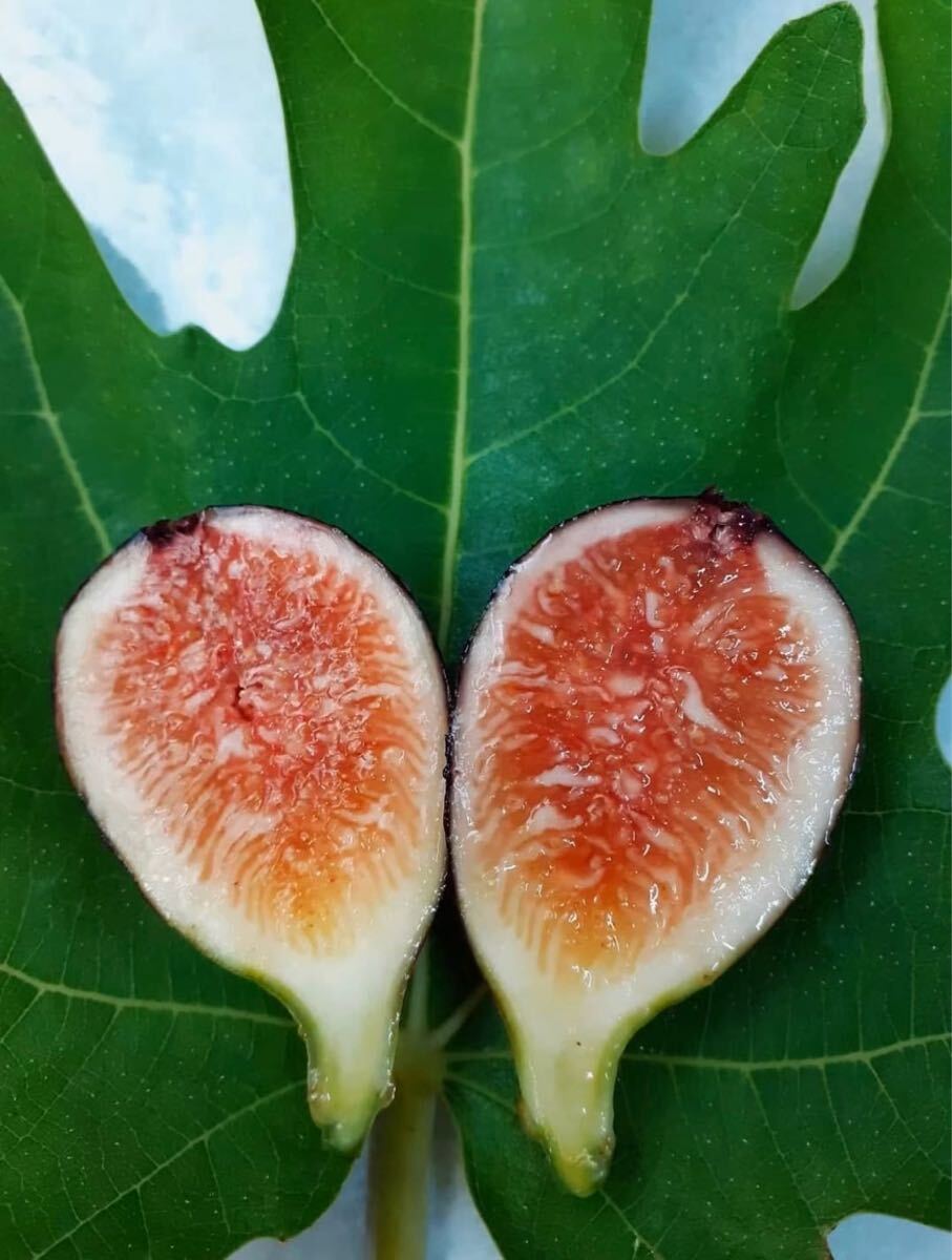 Yahoo!オークション - BB10 イチジク穂木