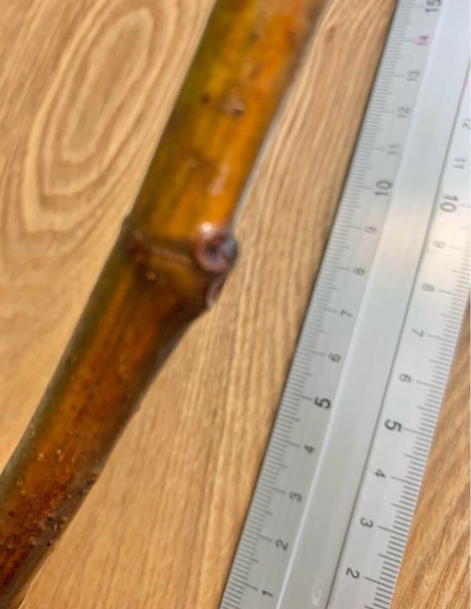 Yahoo!オークション - BNR いちじく穂木