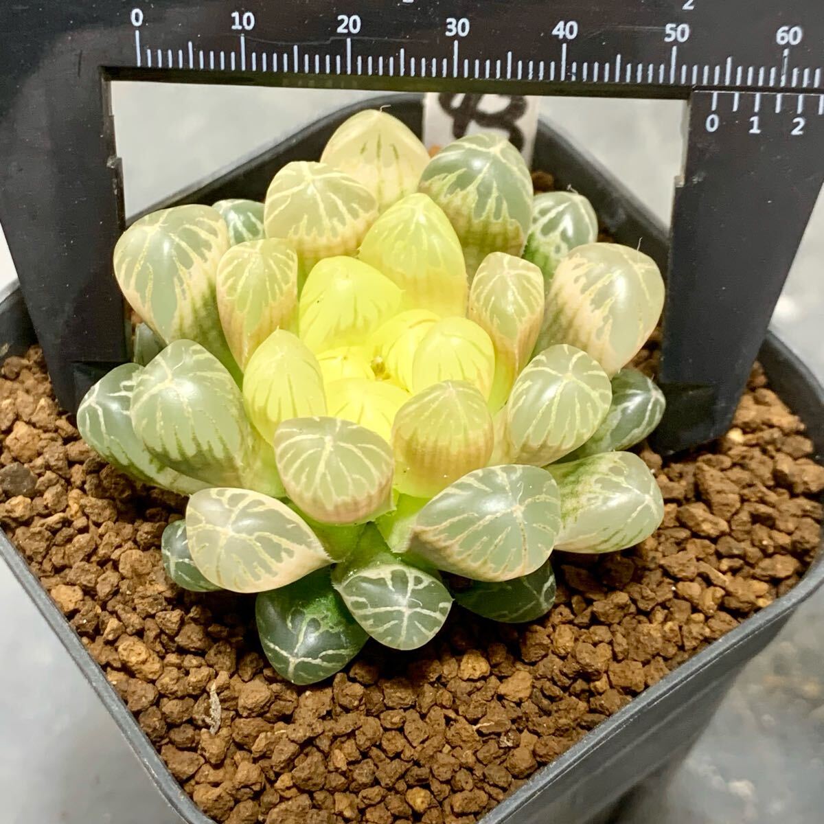 Yahoo!オークション - Fareal P43 ハオルチア ゴースト オブツーサ色...