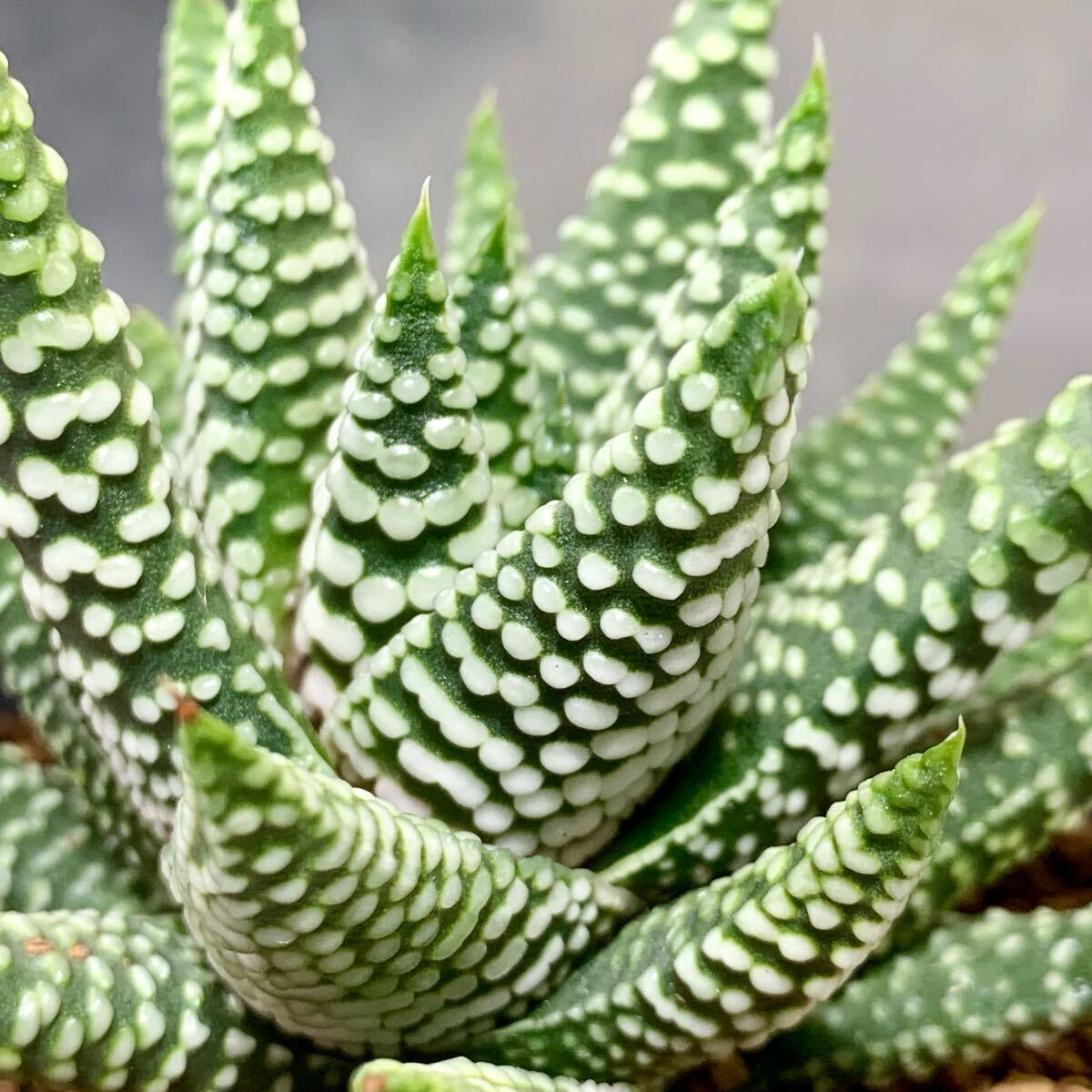 Yahoo!オークション - Fareal P51 ハオルチア シジマ