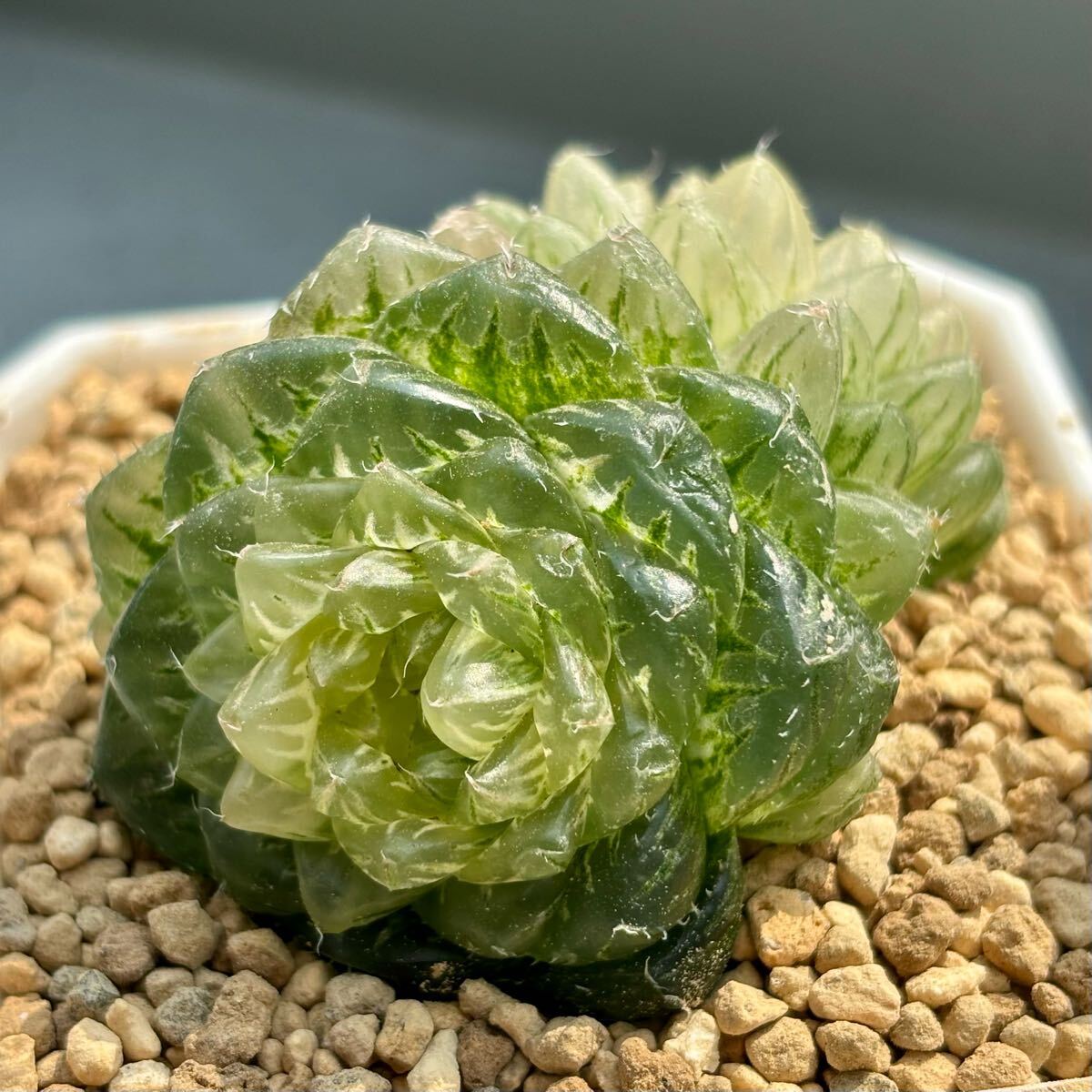 Yahoo!オークション - Fareal C83 ハオルチア 姫桜錦(翠雲) 変異型エ...