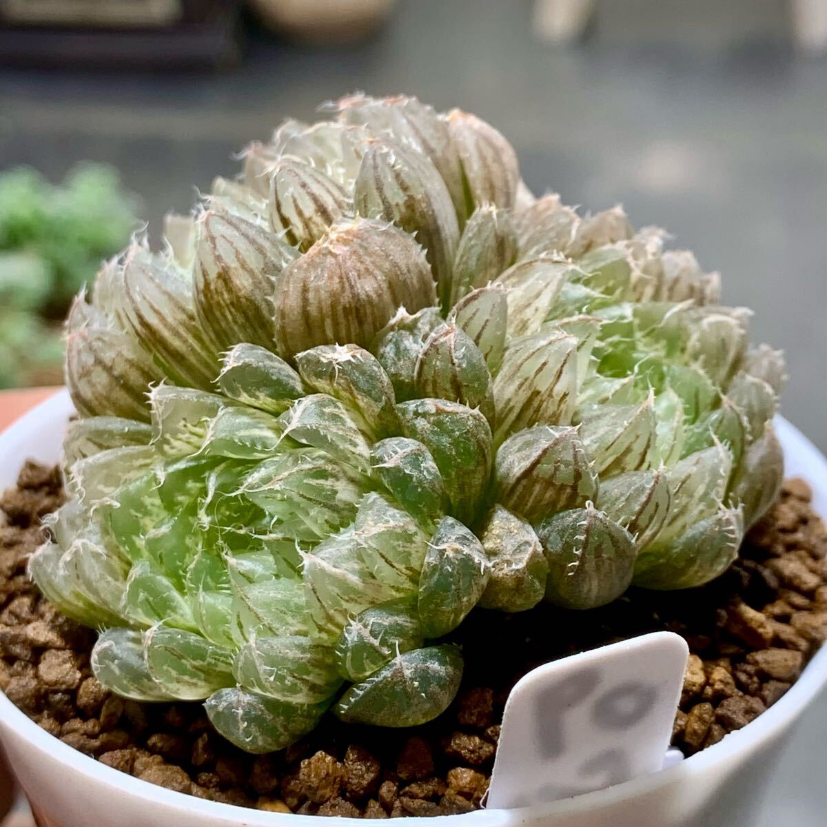 Yahoo!オークション - Fareal C09 ハオルチア 翠雲錦