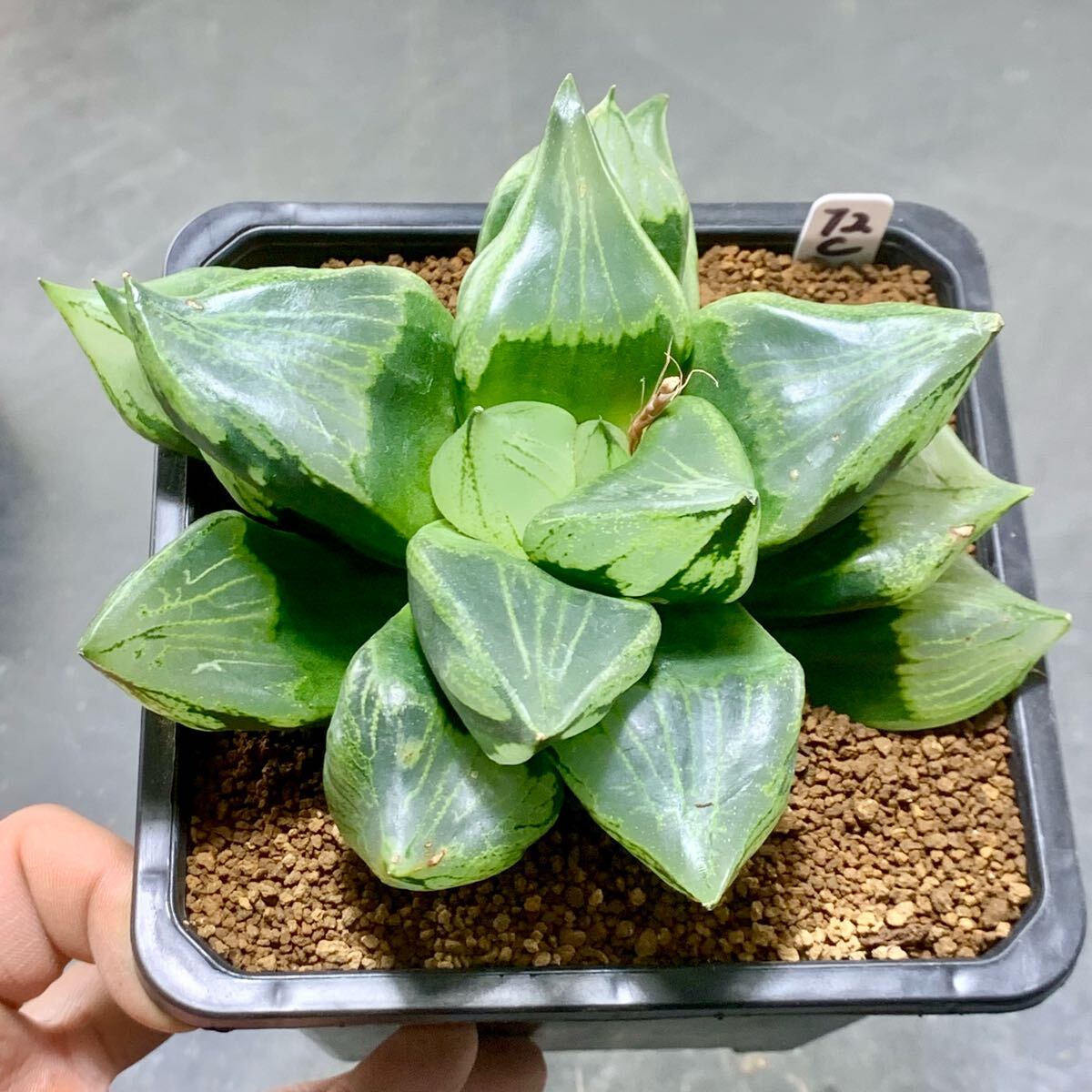 Fareal C72 ハオルチア 裏般若(サボテン)｜売買されたオークション情報、yahooの商品情報をアーカイブ公開 - オークファン（aucfan.com）