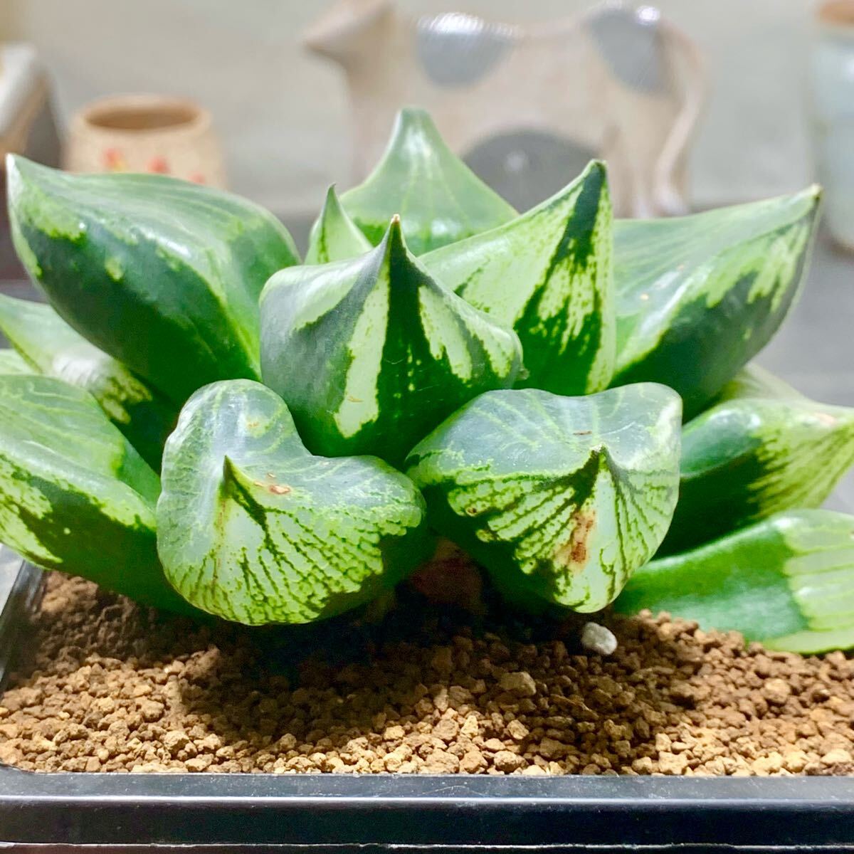 Yahoo!オークション - Fareal C72 ハオルチア 裏般若