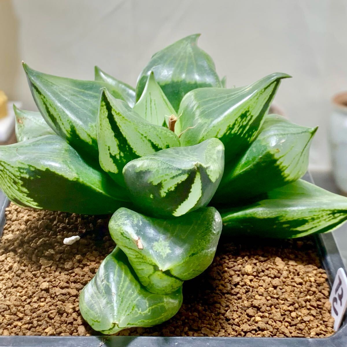 Yahoo!オークション - Fareal C72 ハオルチア 裏般若