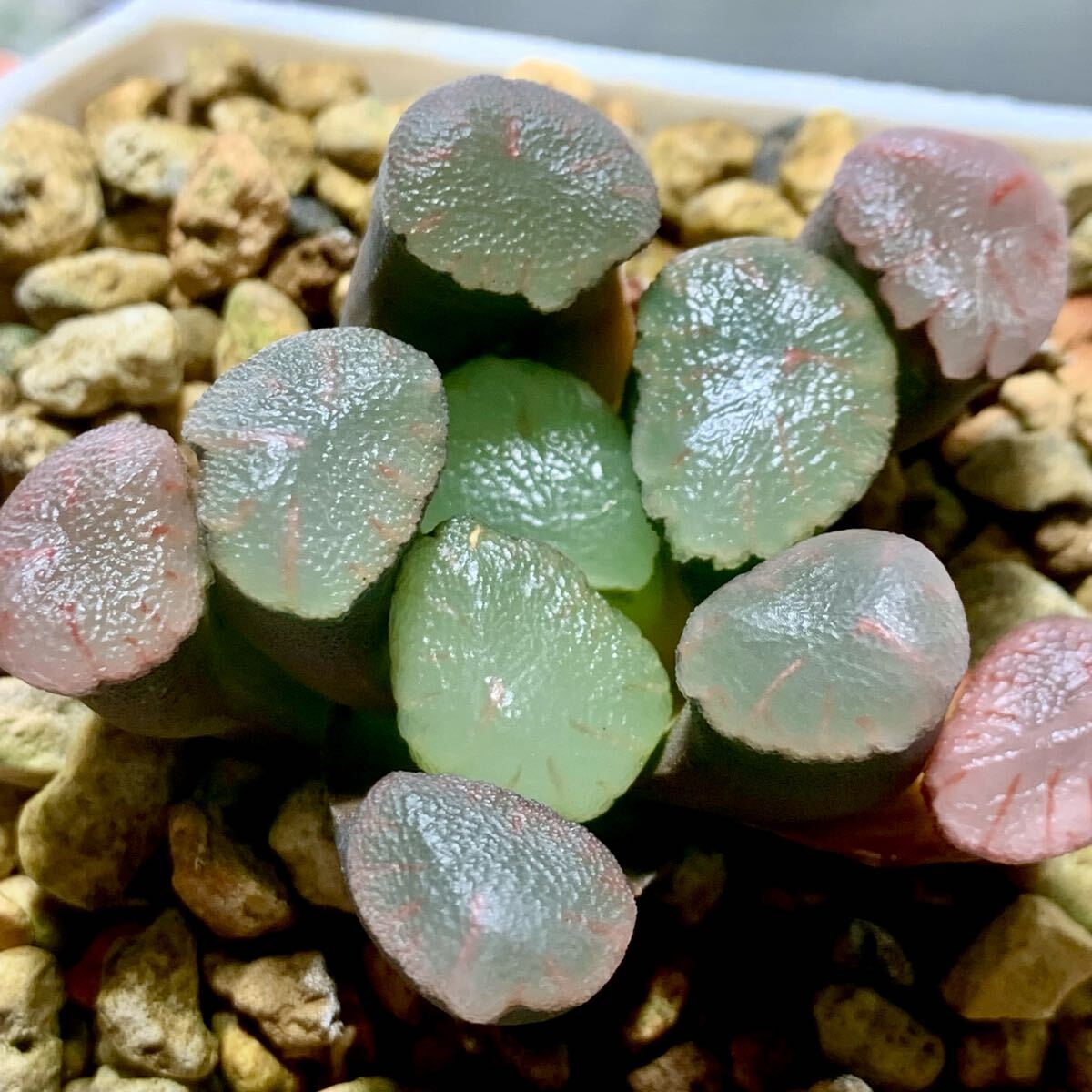 Yahoo!オークション - Fareal C71 ハオルチア レッドムーン