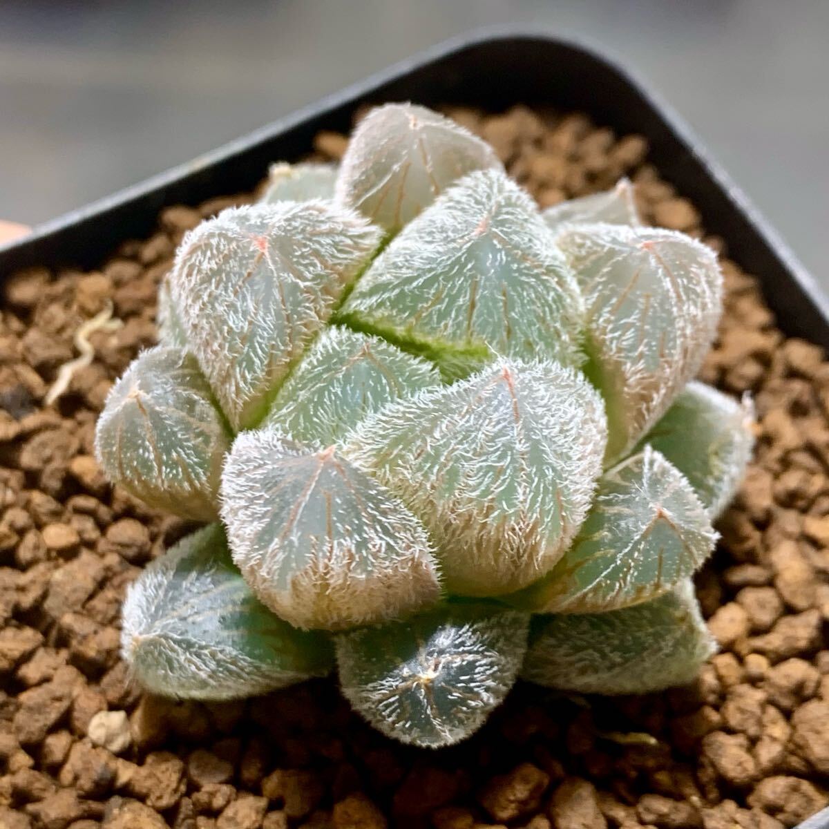 Yahoo!オークション - Fareal P131 ハオルチア ベヌスタ TAN