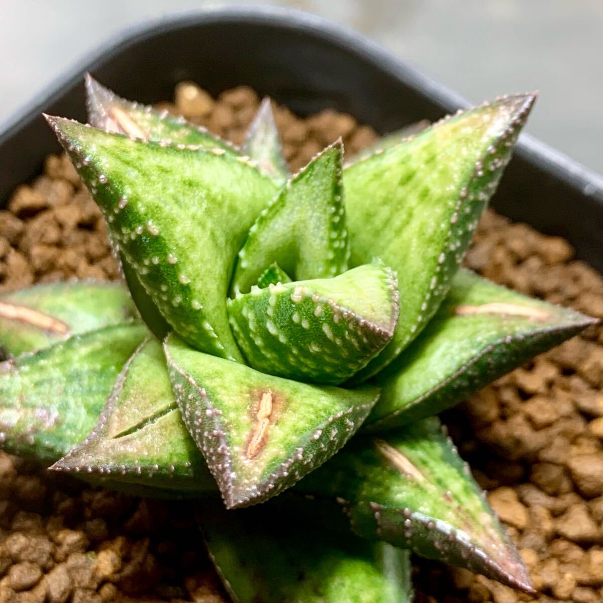 Yahoo!オークション - Fareal P60 ハオルチア コエル x 竜鱗