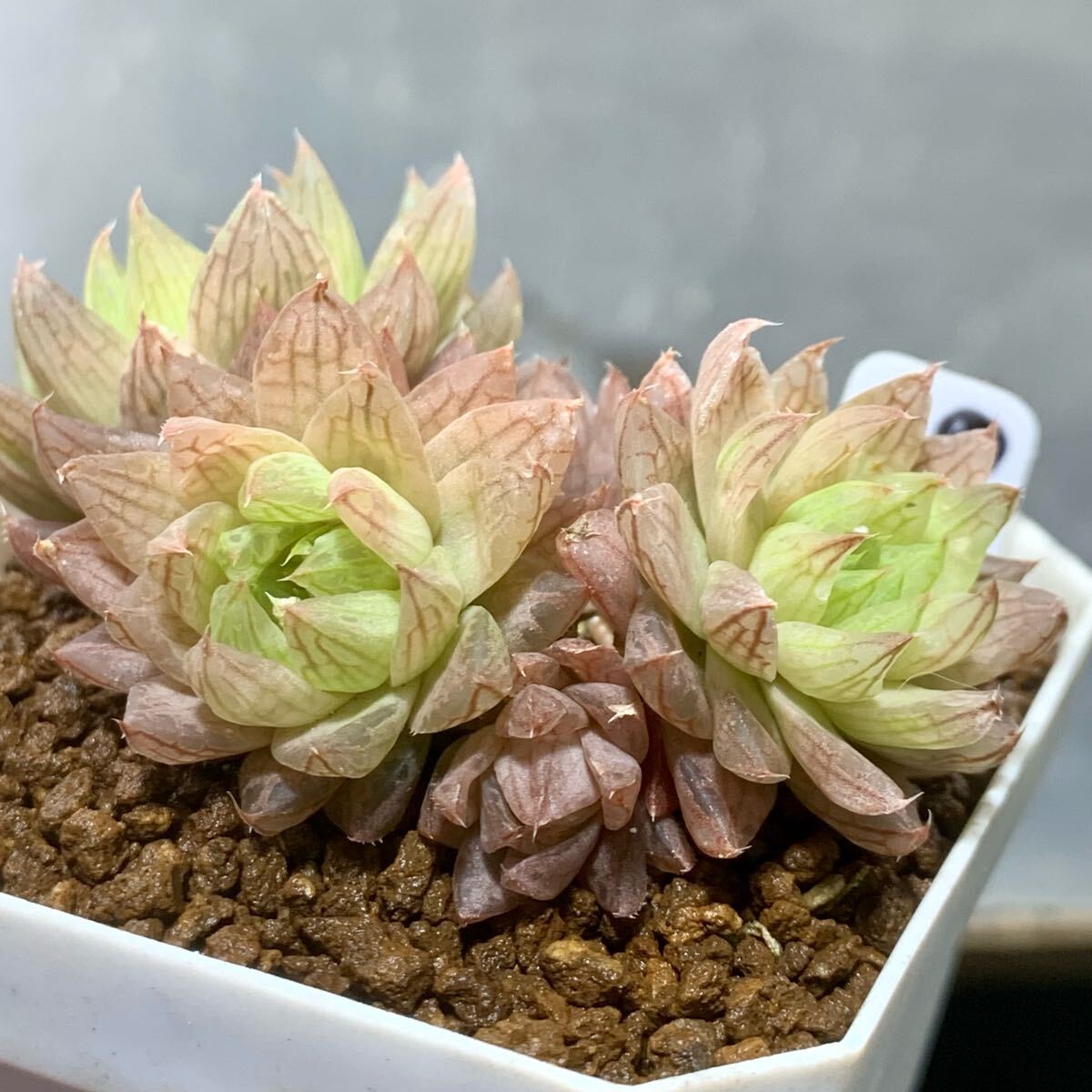 Yahoo!オークション - Fareal P29 ハオルチア 原種 クーペリー