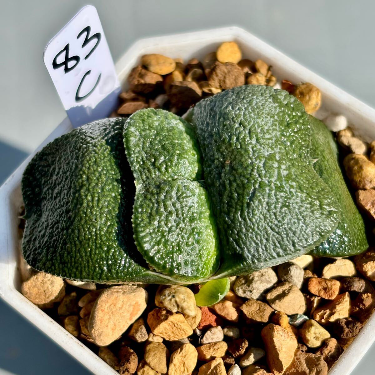 Yahoo!オークション - Fareal C83 ガステリア 特撰軍配臥牛