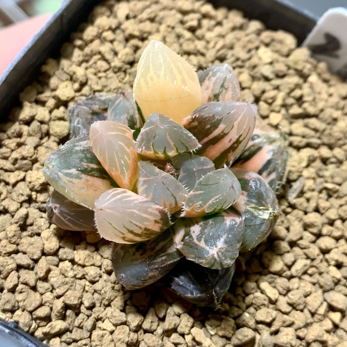 Yahoo!オークション - Fareal P29 ハオルチア 赤い鳥 オブツーサ錦