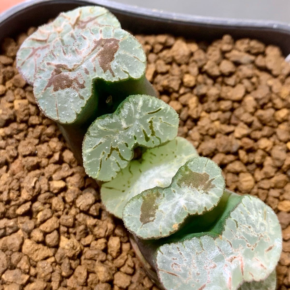 Yahoo!オークション - Fareal P16 ハオルチア 玉扇 守氷実生