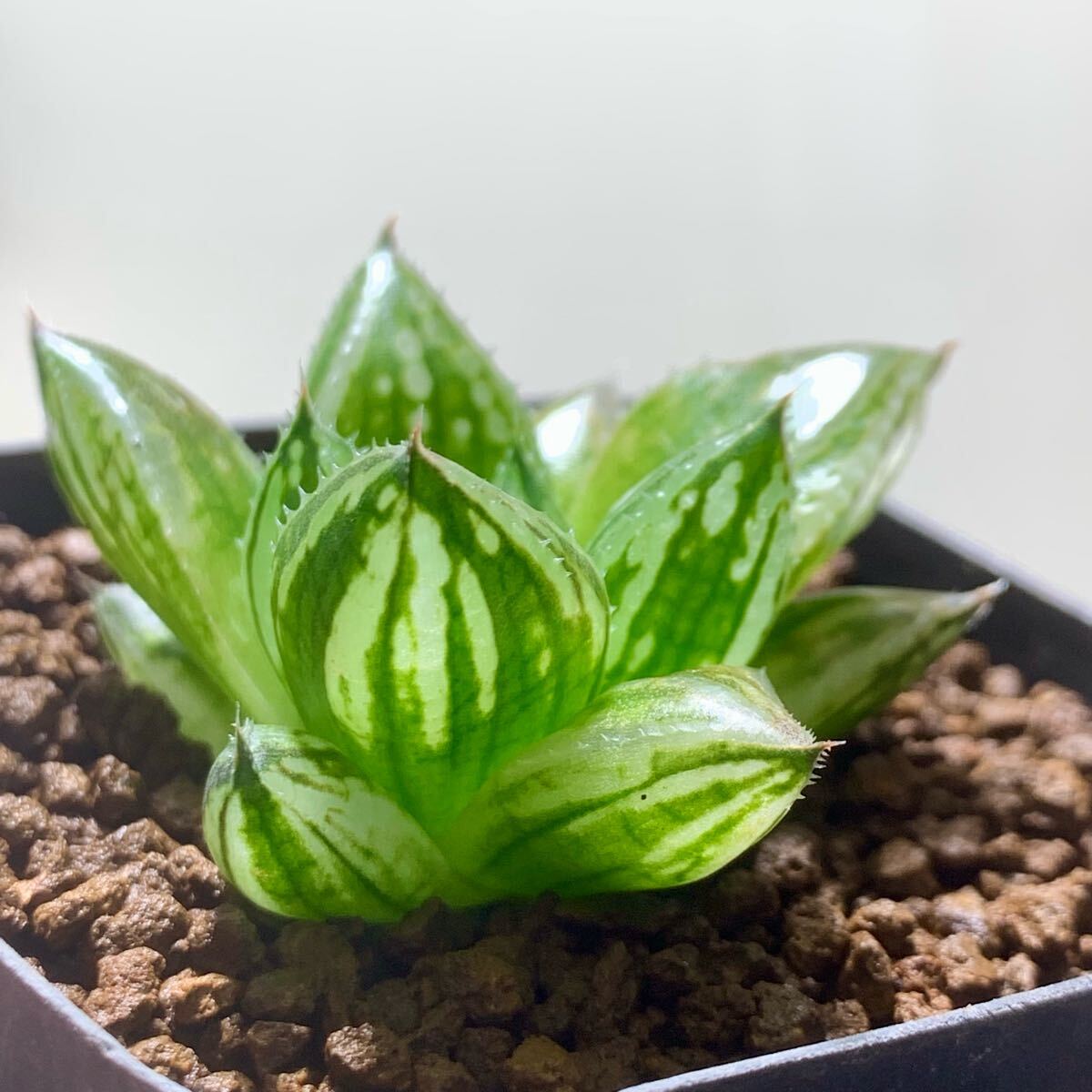 Yahoo!オークション - Fareal P58 ハオルチア アトロフスカミュータン...