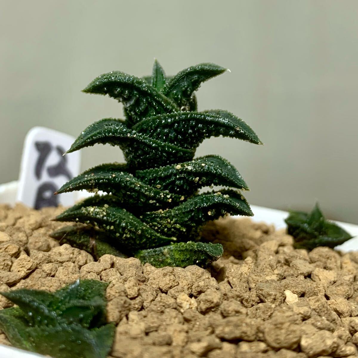 Yahoo!オークション - Fareal B72 ハオルチア ニグラ 小型タイプ