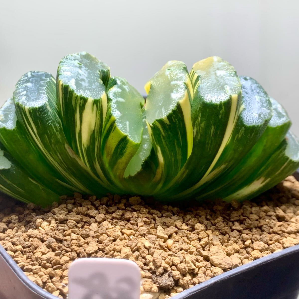 Yahoo!オークション - Fareal P88 ハオルチア 玉扇錦 大型マグニフィ...