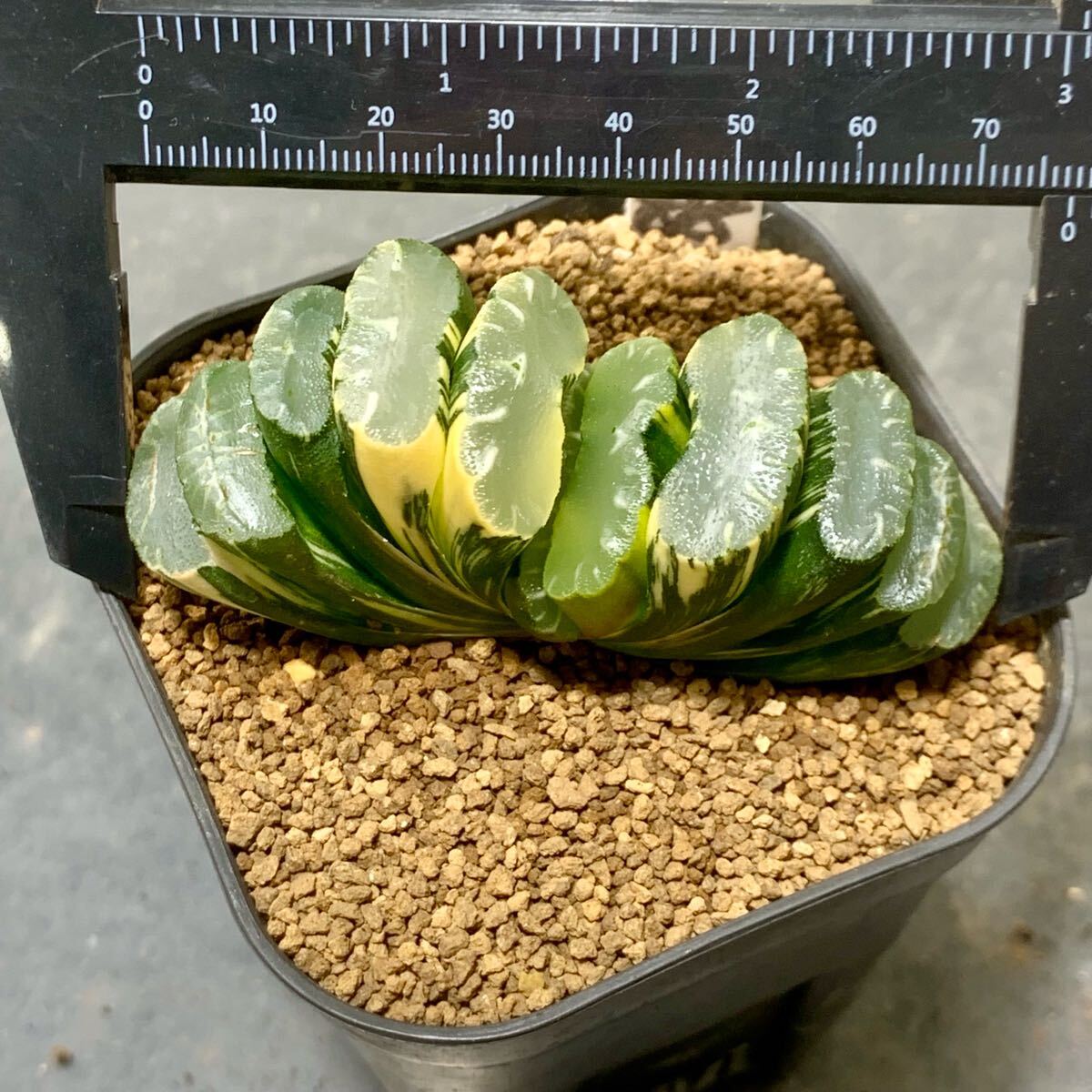 Yahoo!オークション - Fareal P88 ハオルチア 玉扇錦 大型マグニフィ...