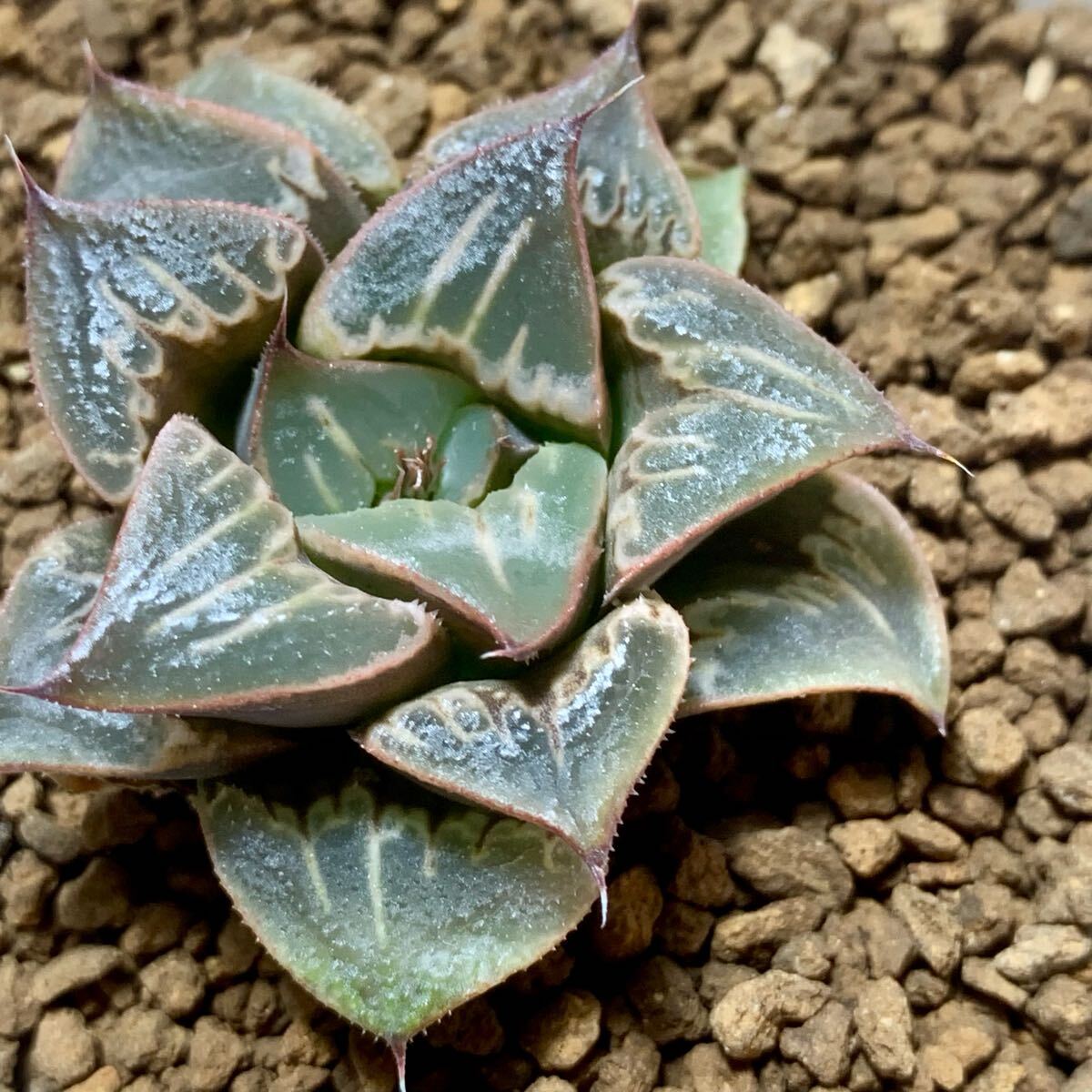 Yahoo!オークション - Fareal P79 ハオルチア 永井氏バディア実生 紅...