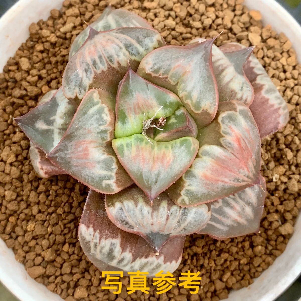 Yahoo!オークション - Fareal P79 ハオルチア 永井氏バディア実生 紅...