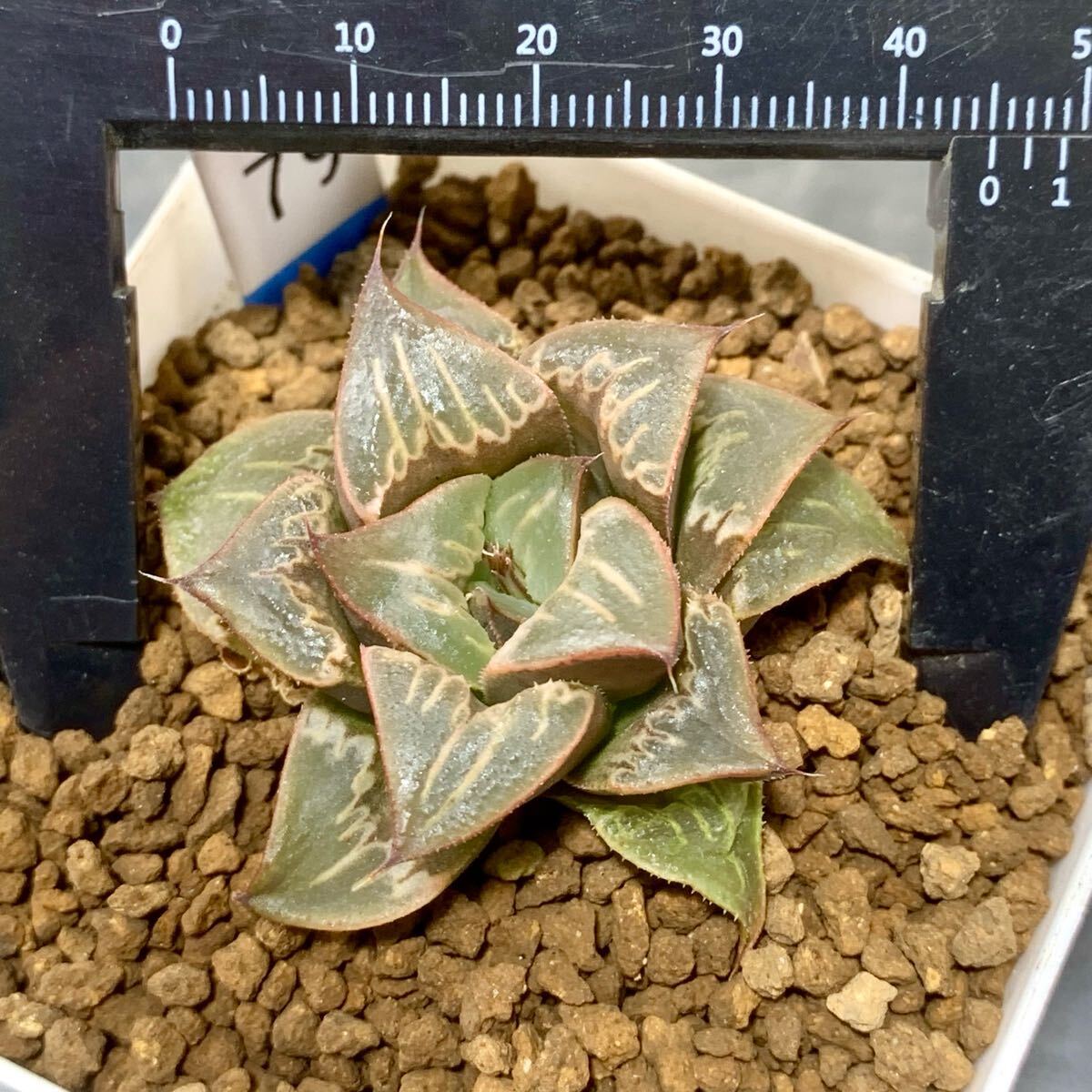 Yahoo!オークション - Fareal P79 ハオルチア 永井氏バディア実生 紅...