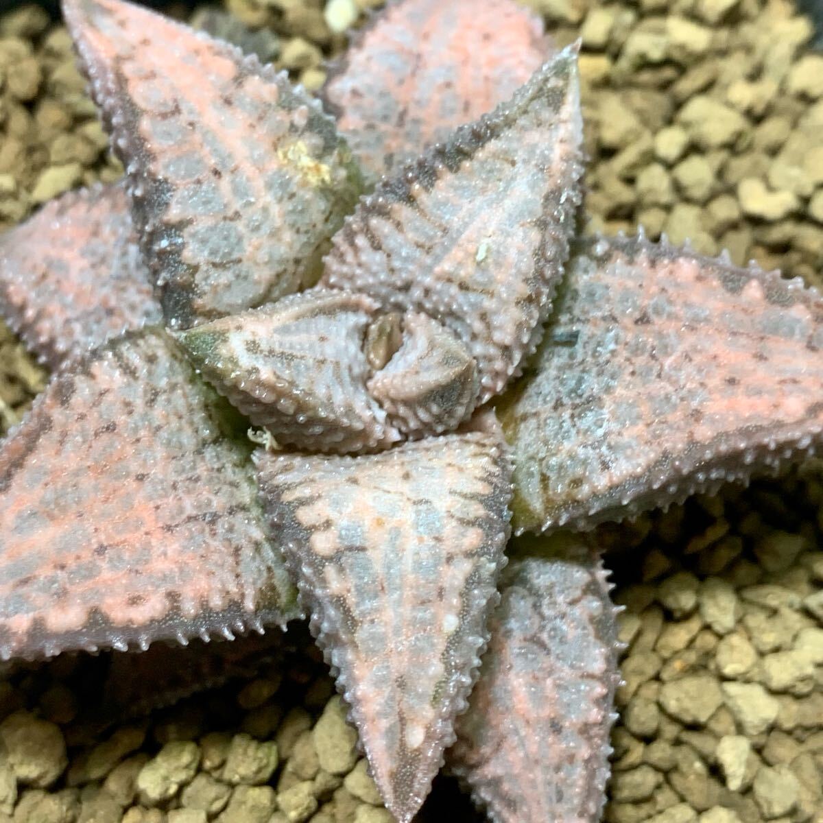 Yahoo!オークション - Fareal P46 ハオルチア コエル系 シルバータラ...