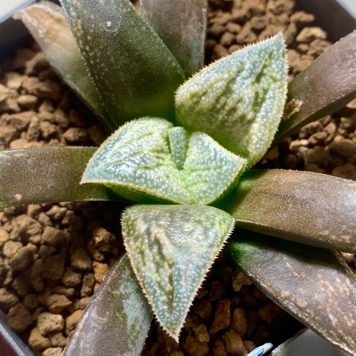 Yahoo!オークション - Fareal P13 ハオルチア シャーミ