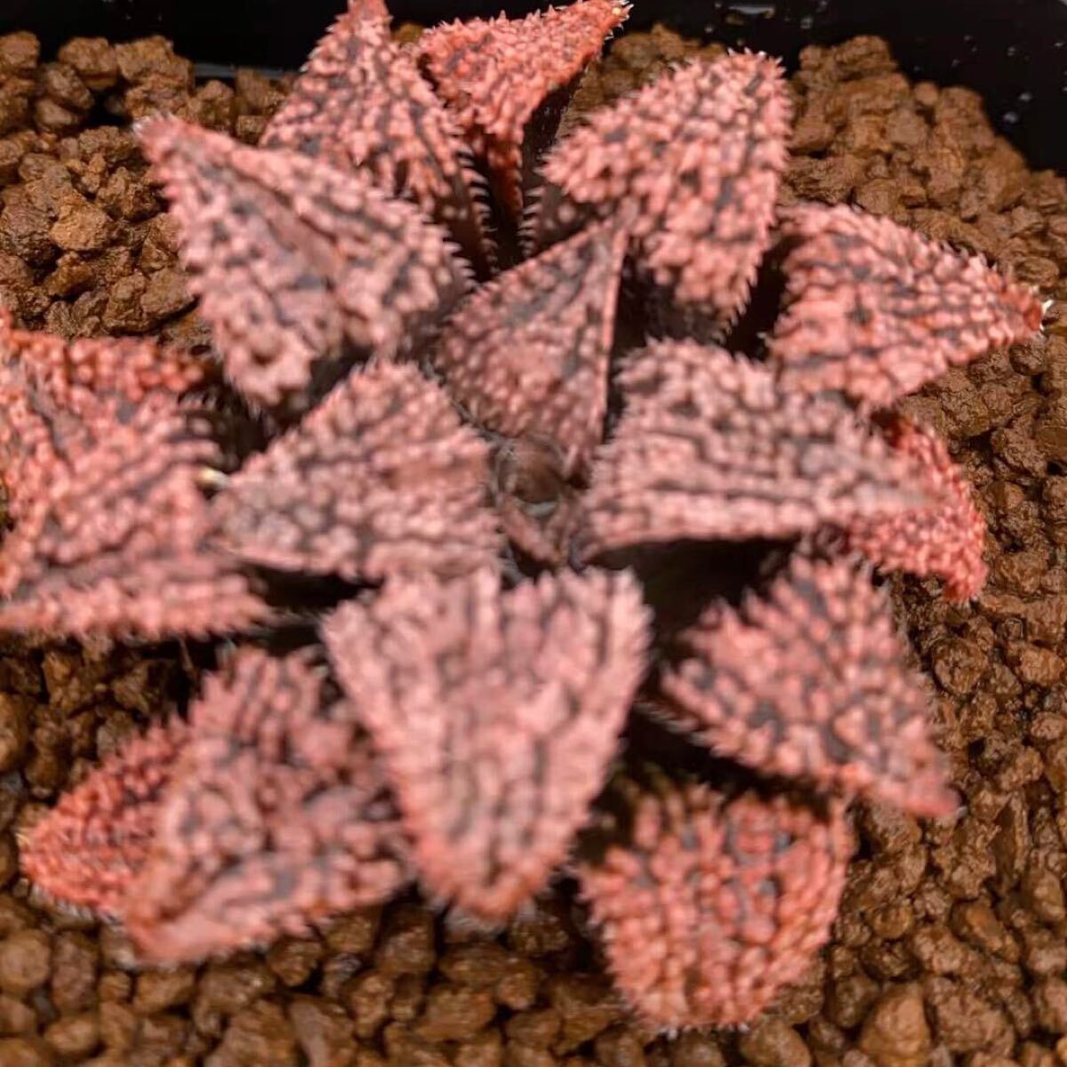 Yahoo!オークション - Fareal N06 ハオルチア 台湾ウイミ系復合実生未...