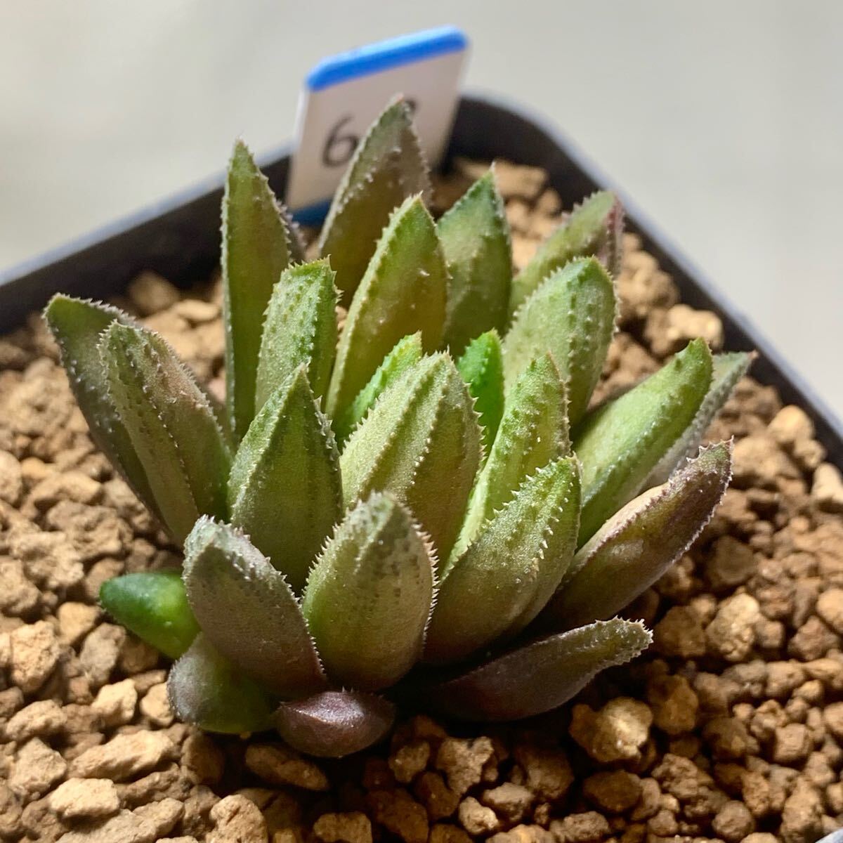 Yahoo!オークション - Fareal P68 ハオルチア floribunda var. dentat...