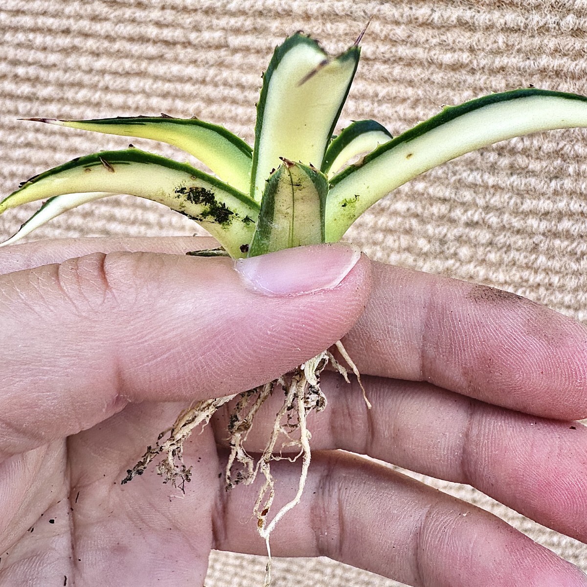 Yahoo!オークション - 【Lj_plants】Q122多肉植物アガベ スノーグロー...