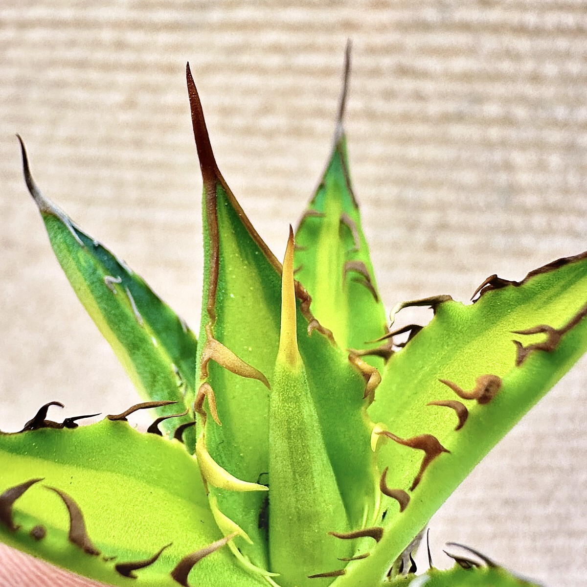 Yahoo!オークション - 【Lj_plants】Q156 貴重な希少種 アガベ ホリダ ...