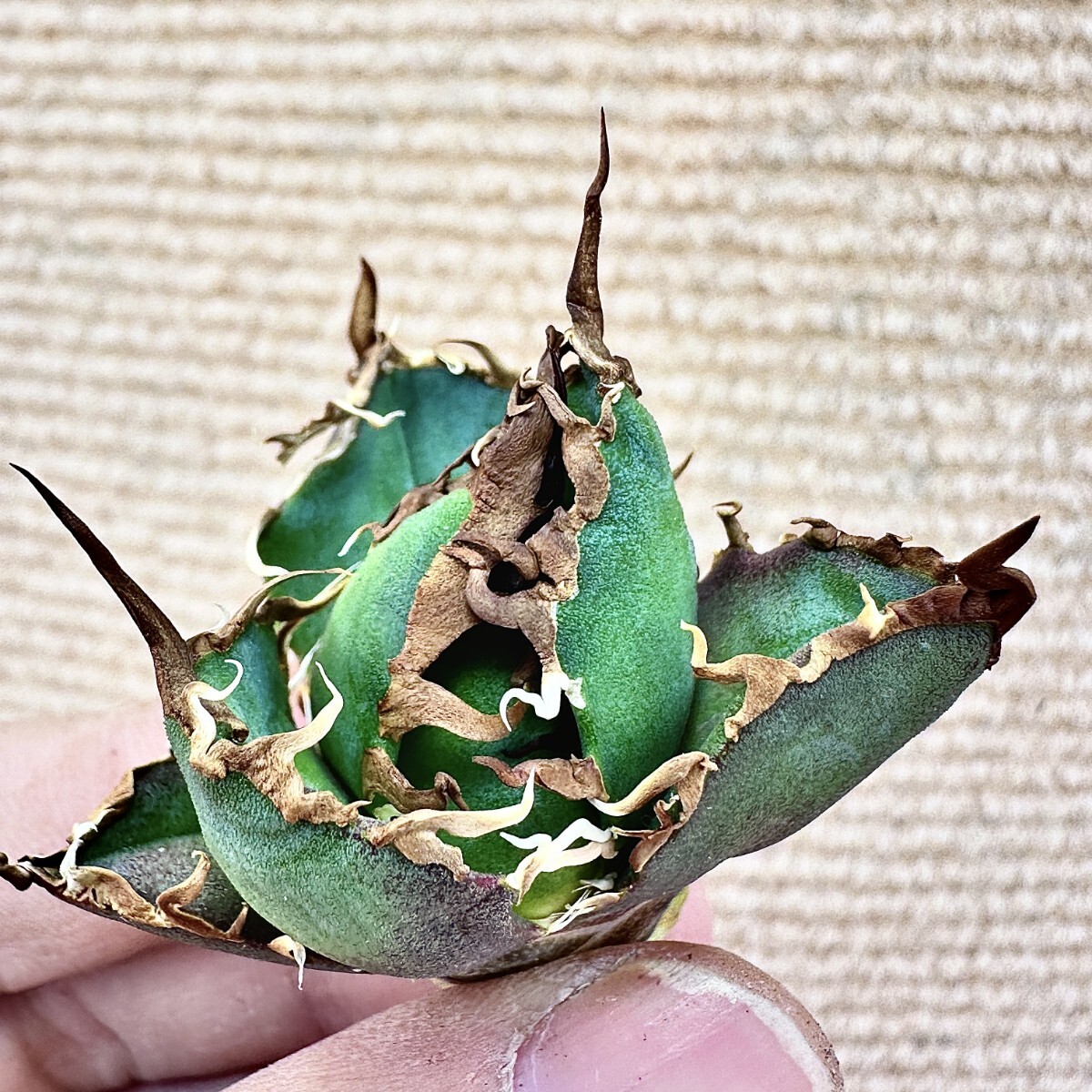 Yahoo!オークション - 【Lj_plants】Q102 激レア高級品種 アガベ チタ...