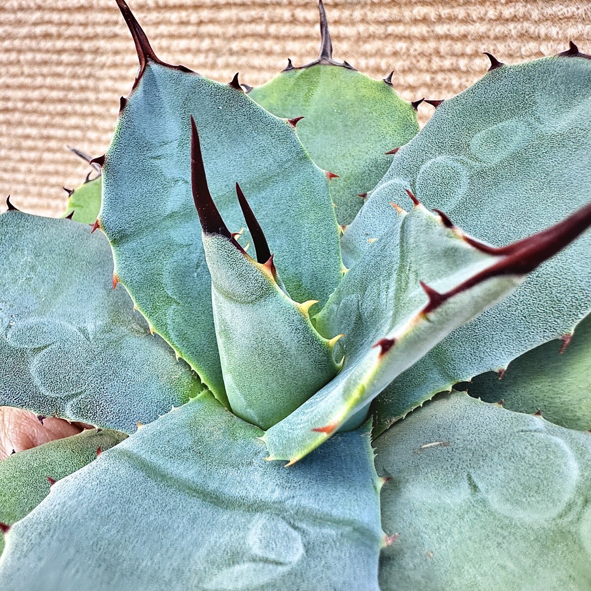 Yahoo!オークション - 【Lj_plants】Q120 多肉植物 アガベ 吉祥天パリ...