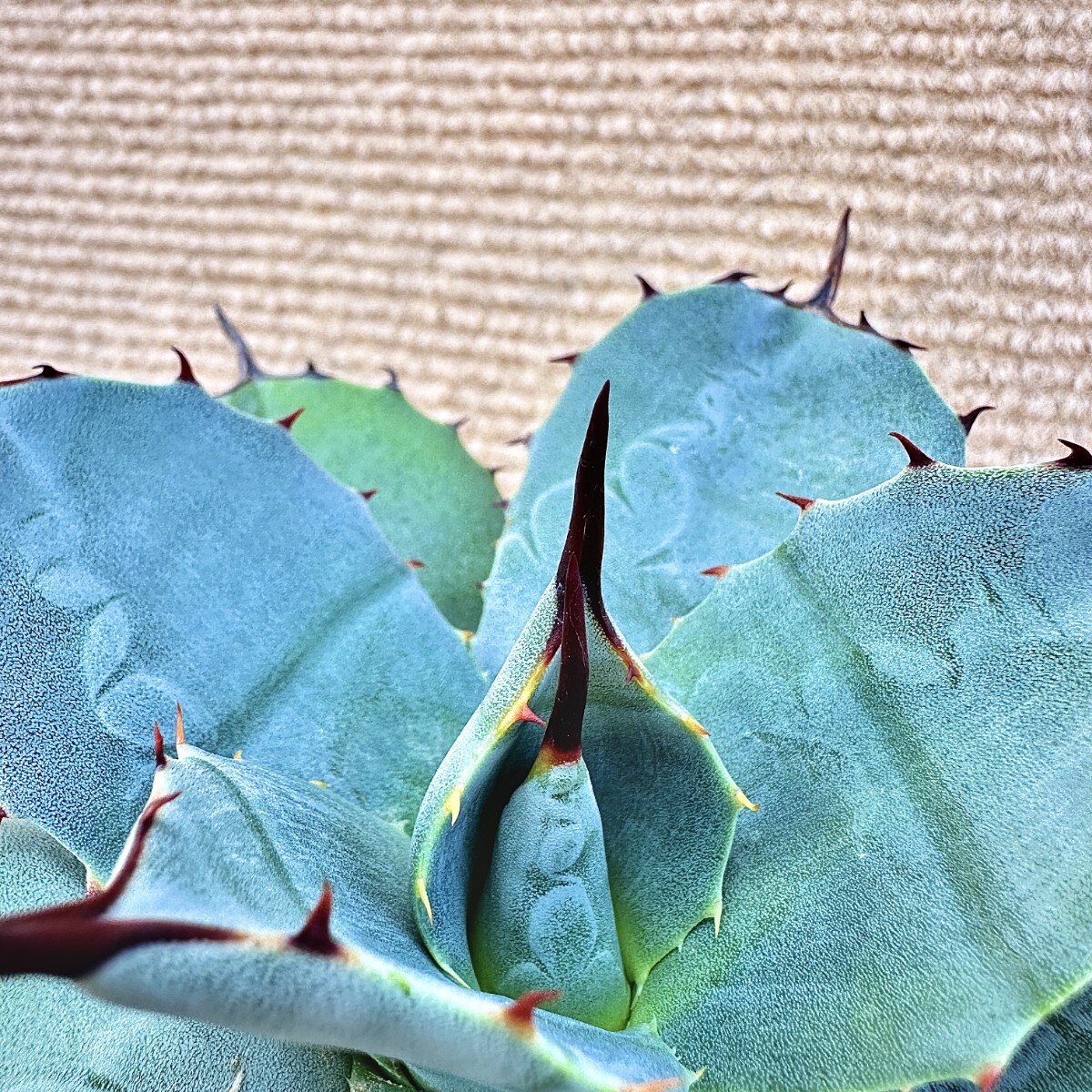 Yahoo!オークション - 【Lj_plants】Q120 多肉植物 アガベ 吉祥天パリ...