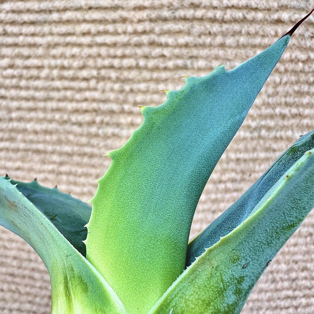 Yahoo!オークション - 【Lj_plants】Q167 貴重な希少種 多肉植物 アガ...