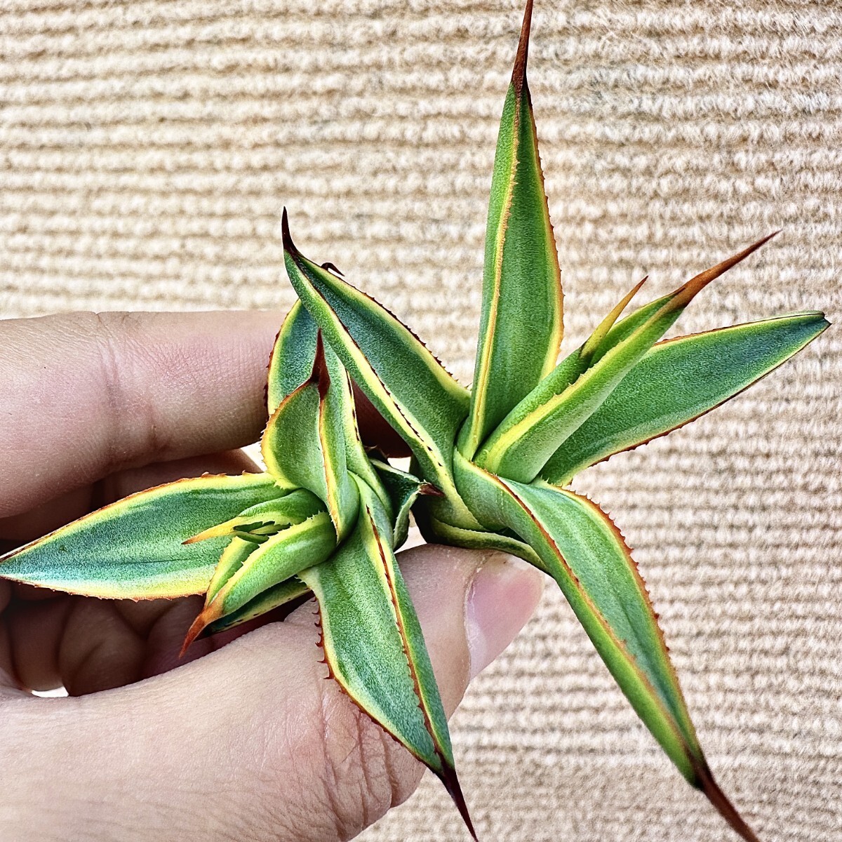 Yahoo!オークション - 【Lj_plants】Q55 激レア高級品種 多肉植物 アガ...