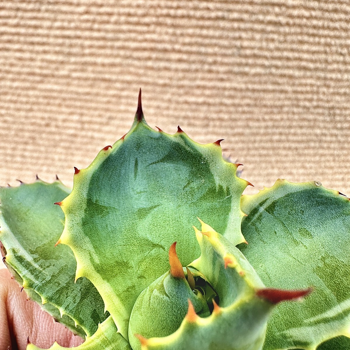 Yahoo!オークション - 【Lj_plants】Q237 激レア高級品種 アガベ 雷帝...